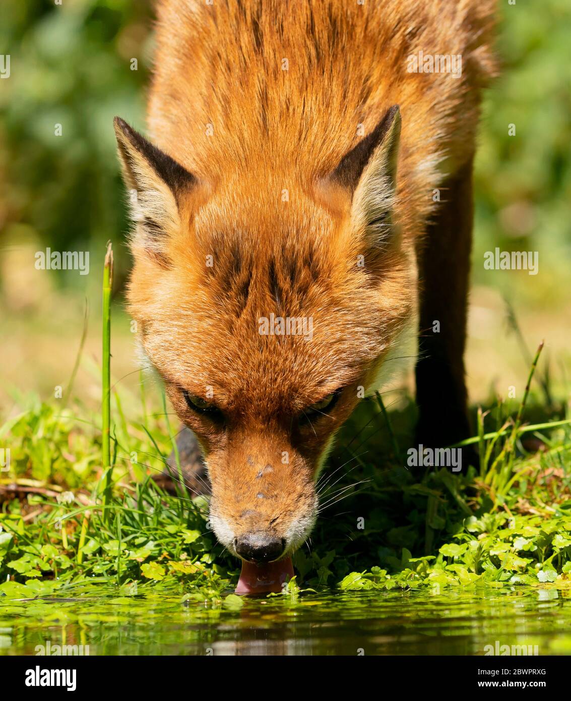 Red fox drinking from water hi-res stock photography and images - Alamy