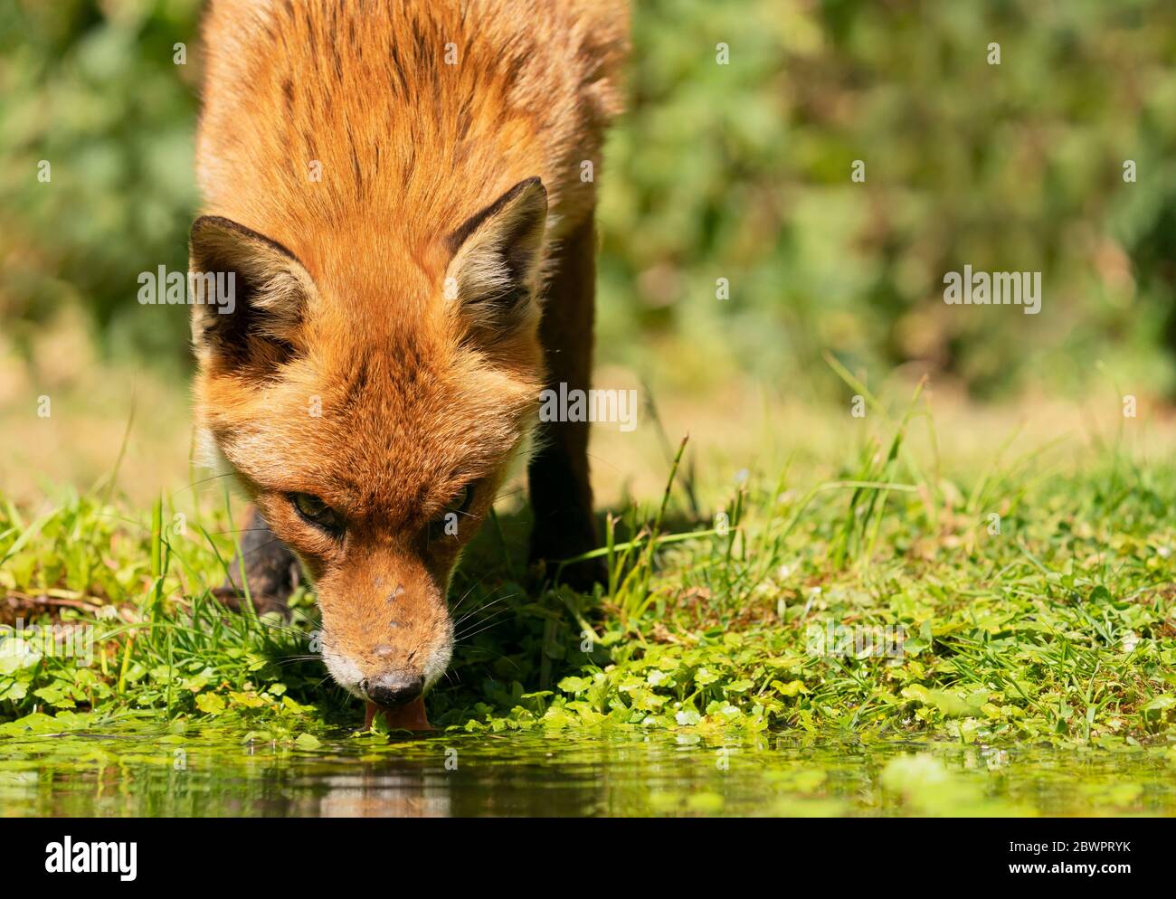 Red fox drinking from water hi-res stock photography and images - Alamy