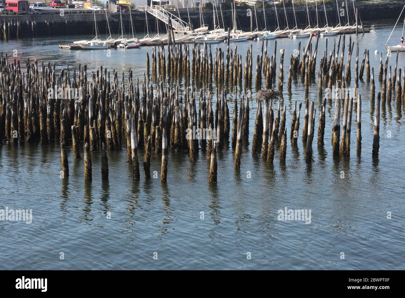 Wooden sticks in water hi-res stock photography and images - Alamy