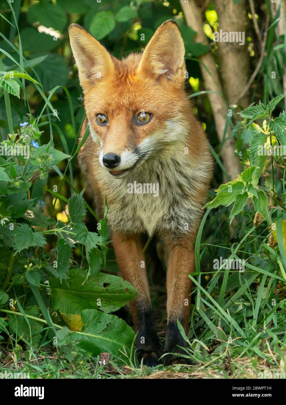 A wild male Red Fox (Vulpes vulpes) emerging from the undergrowth, Warwickshire Stock Photo - Alamy