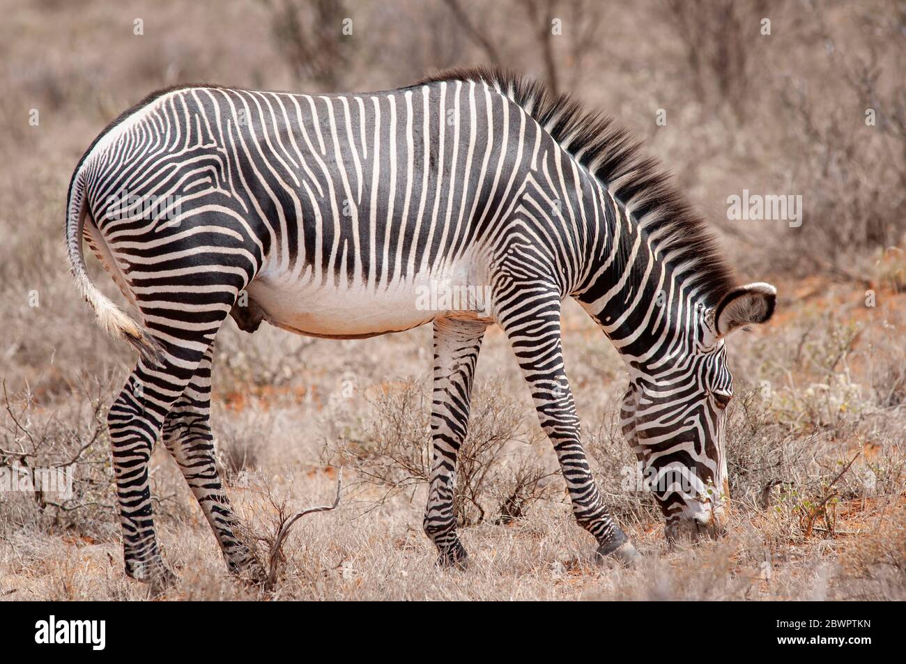 Grevys zebra buffalo springs samburu hi-res stock photography and ...