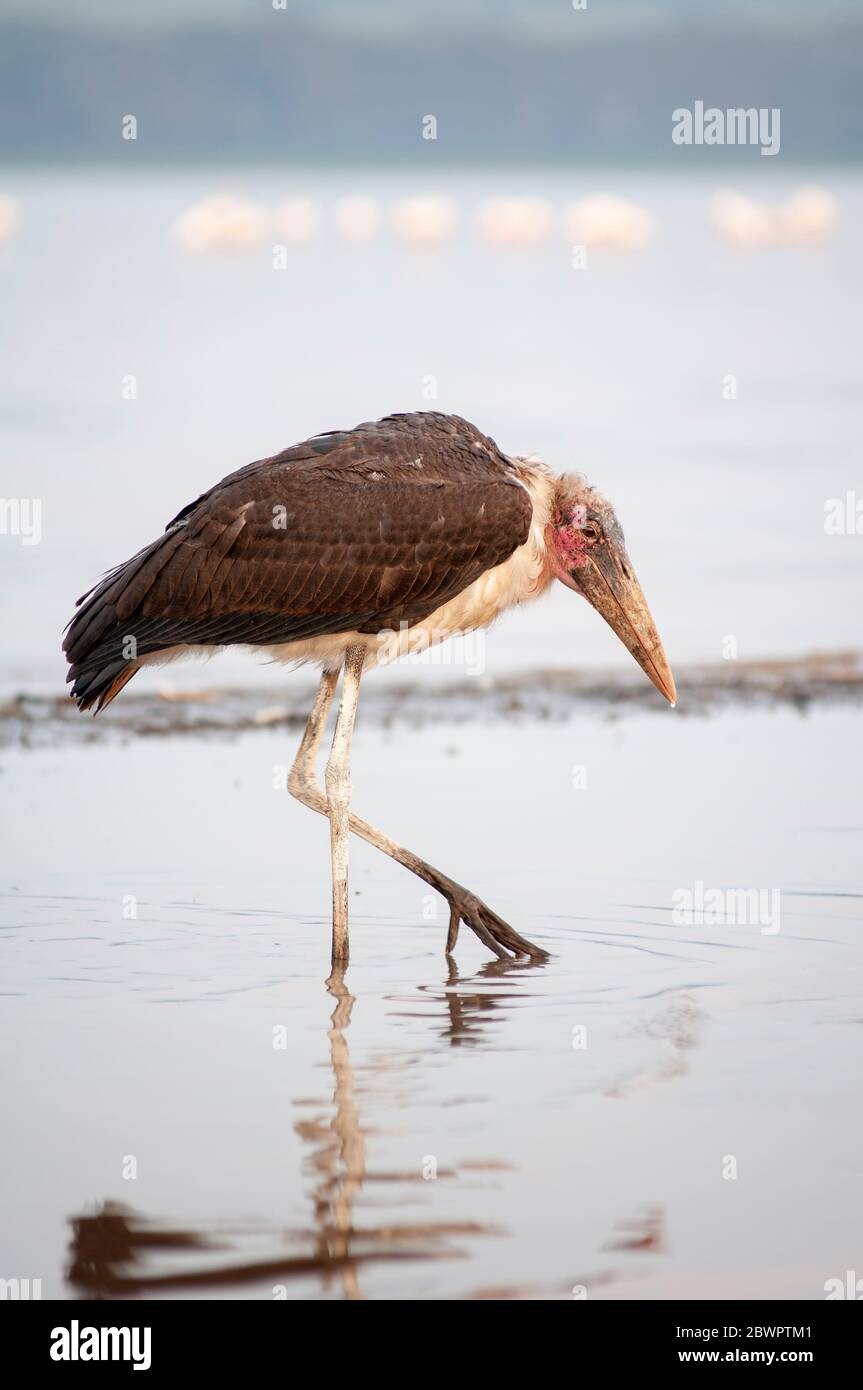 Marabou stork walking hi-res stock photography and images - Alamy