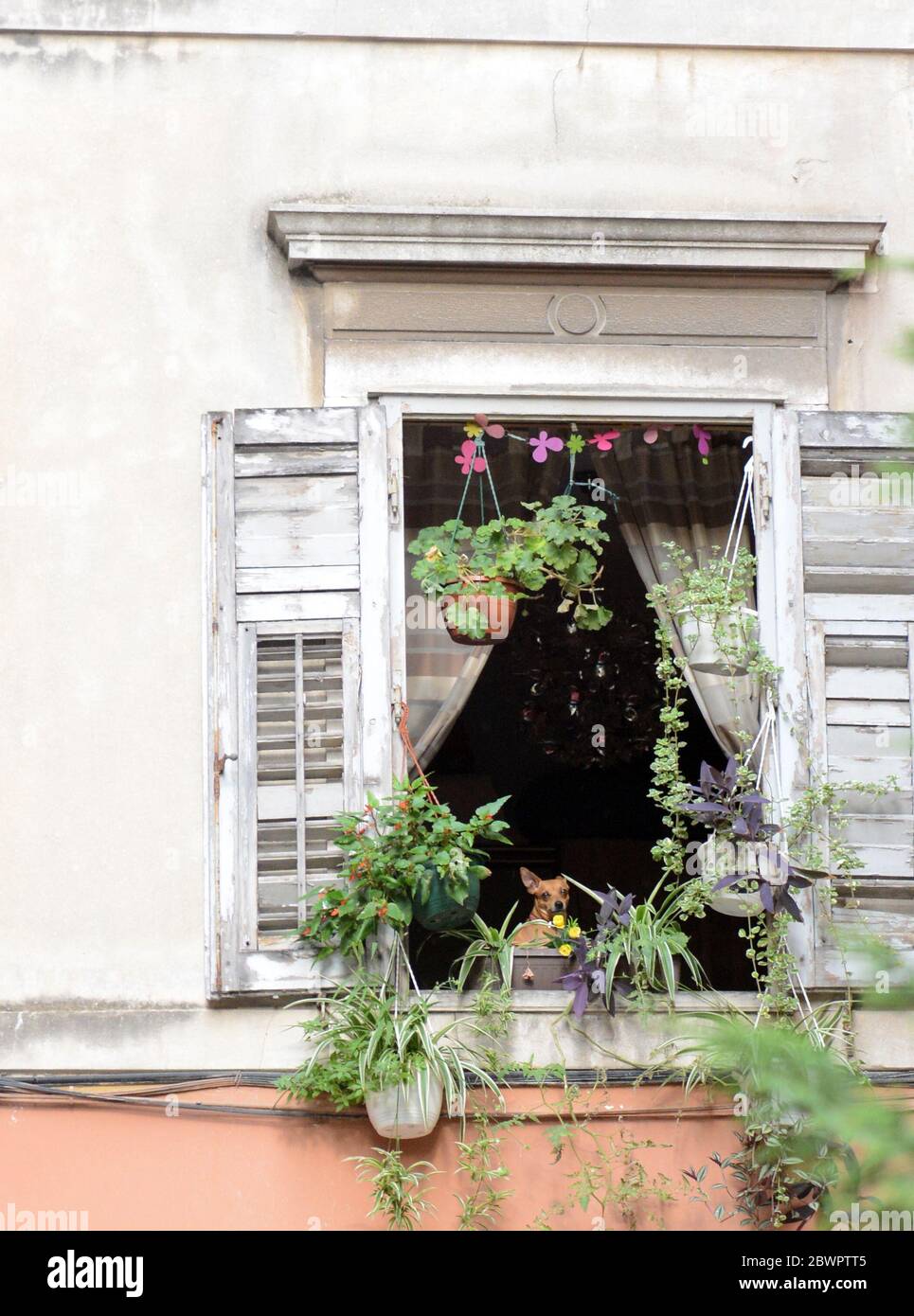 Dog standing in a window hi-res stock photography and images - Alamy
