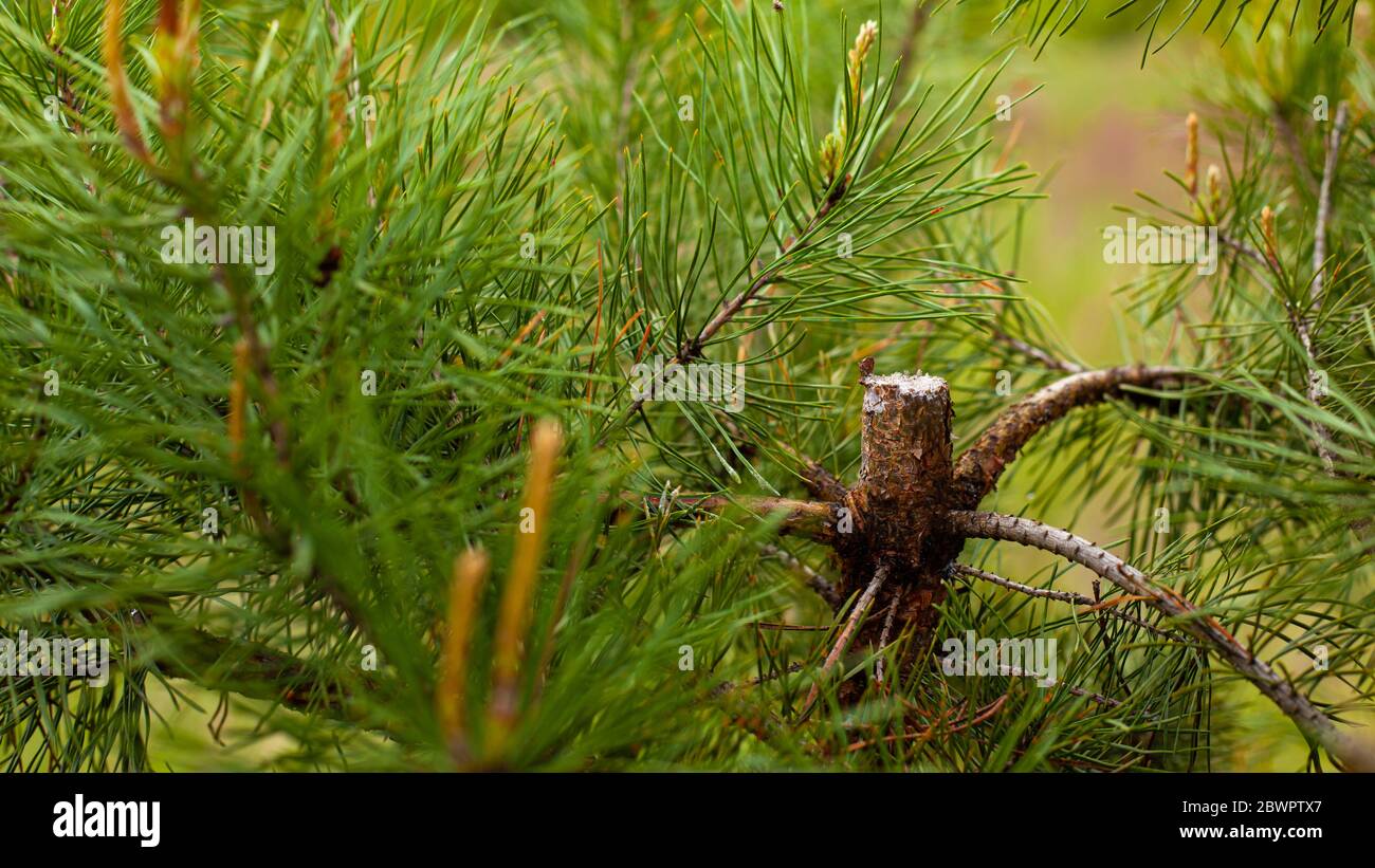 cutting young coniferous tree bad attitude to nature Stock Photo - Alamy