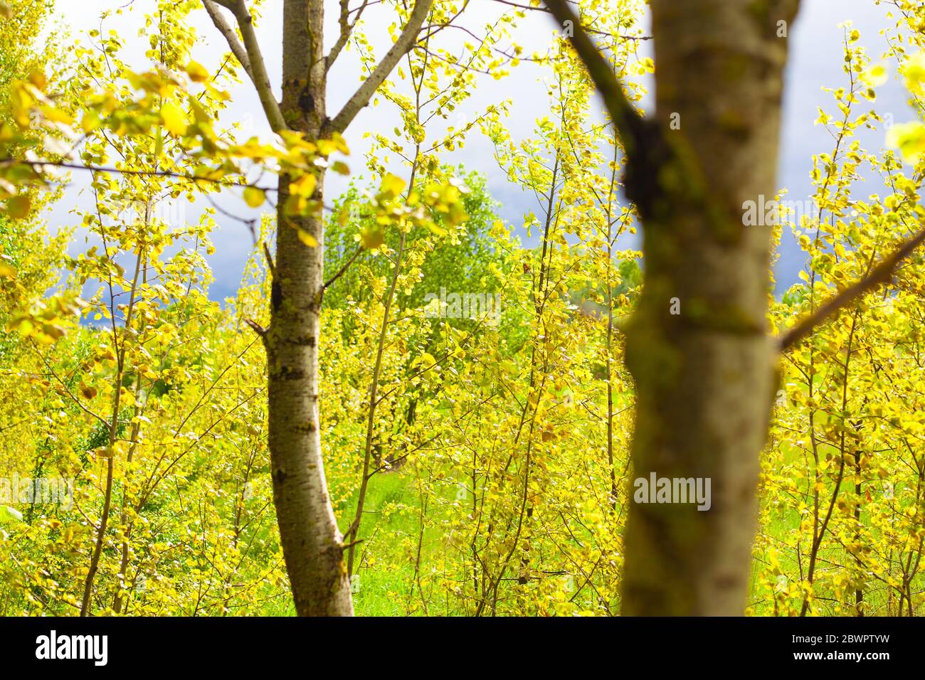 aspen landing, young trees in spring forest, nature Stock Photo - Alamy