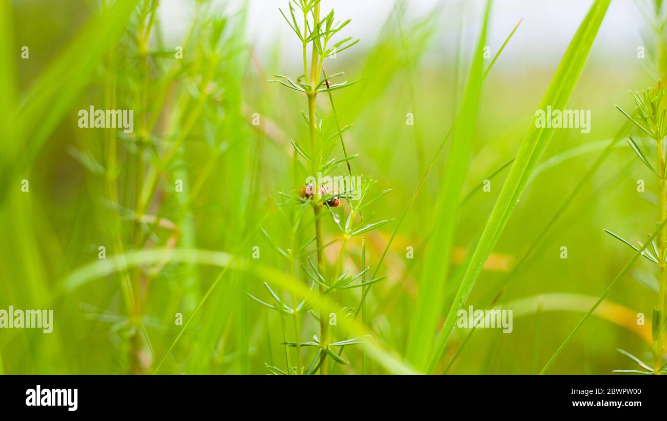 insect in green grass nature spring background Stock Photo - Alamy