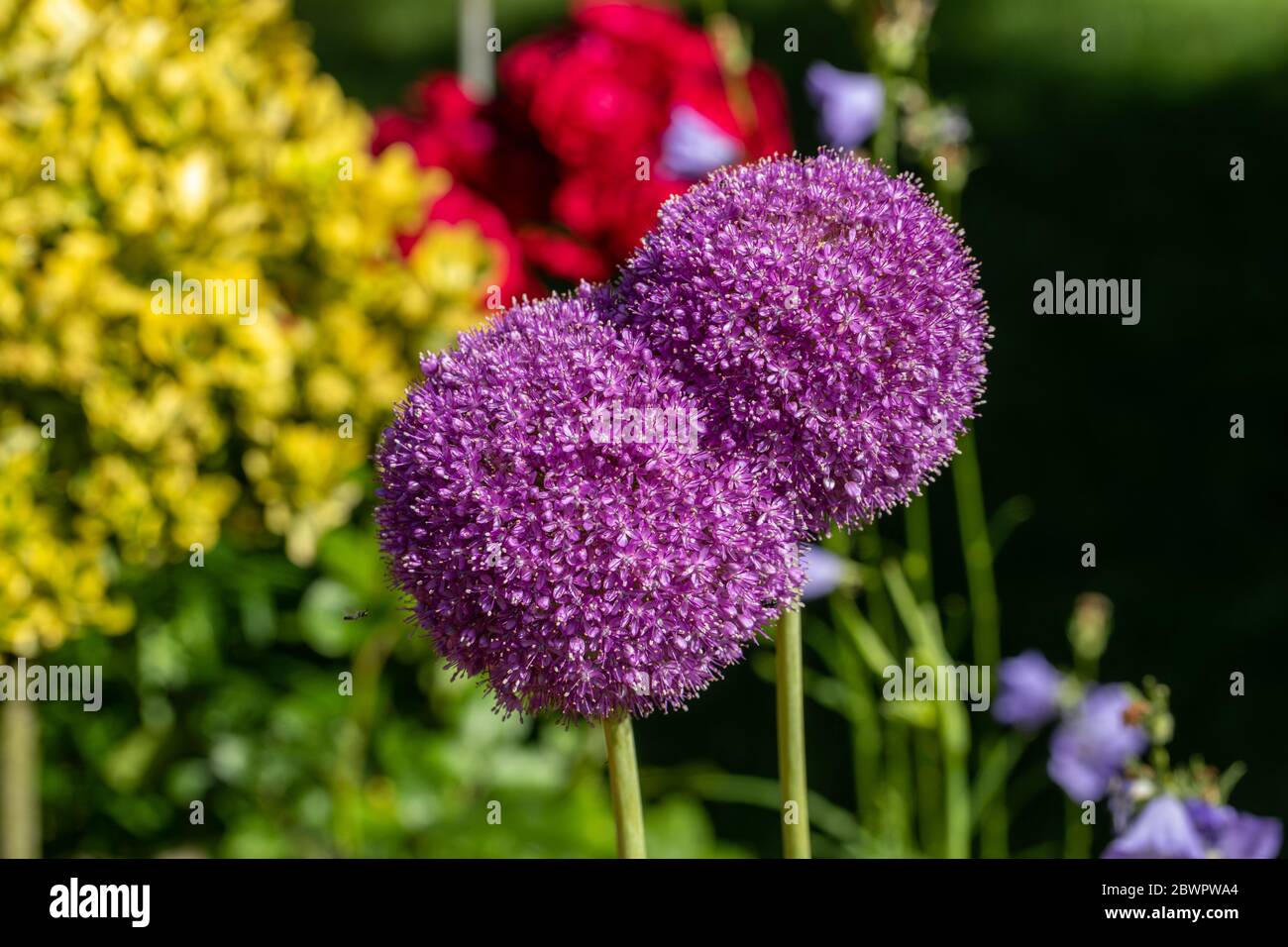 Allium before bloom hi-res stock photography and images - Alamy