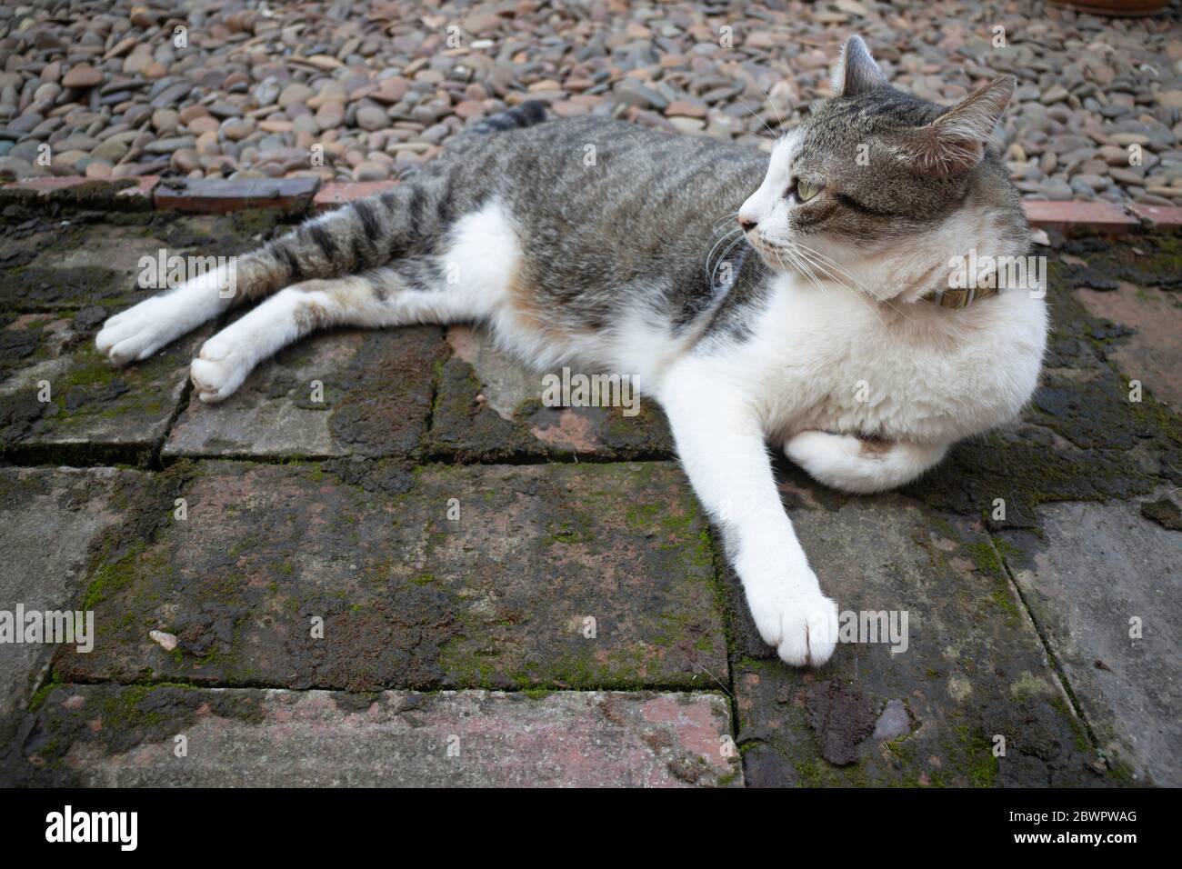 Cat chilling in garden hi-res stock photography and images - Alamy