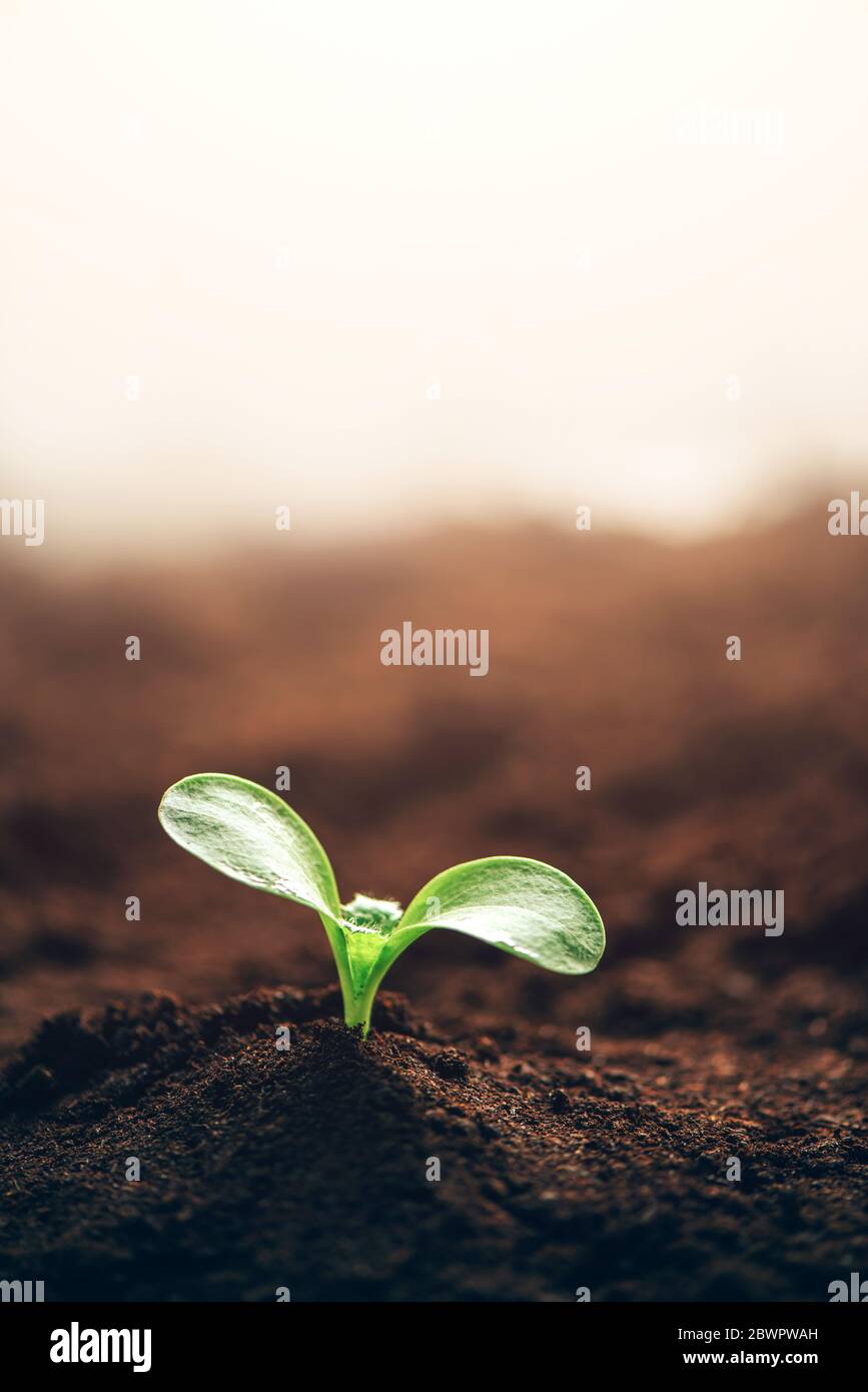 Good seedlings hi-res stock photography and images - Alamy