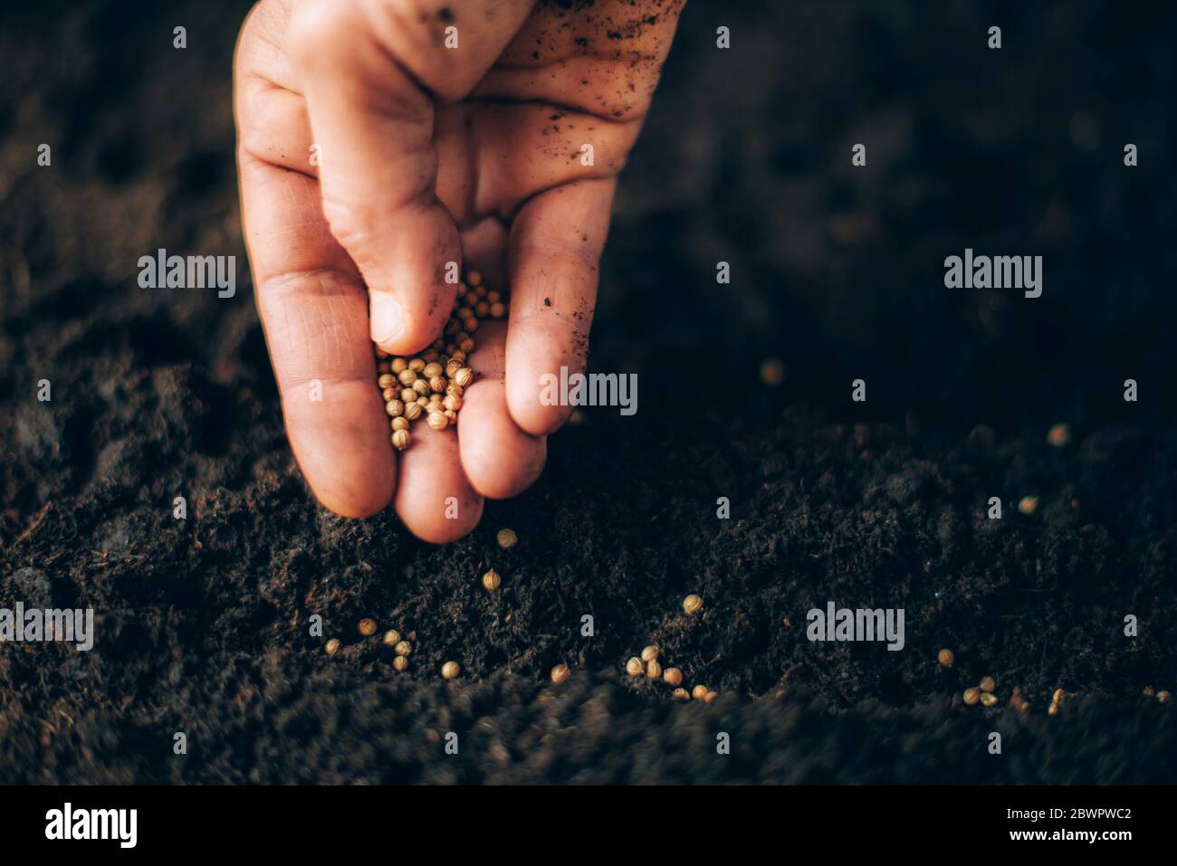 Hand growing seeds on sowing soil. Background with copy space. Agriculture, organic gardening ...