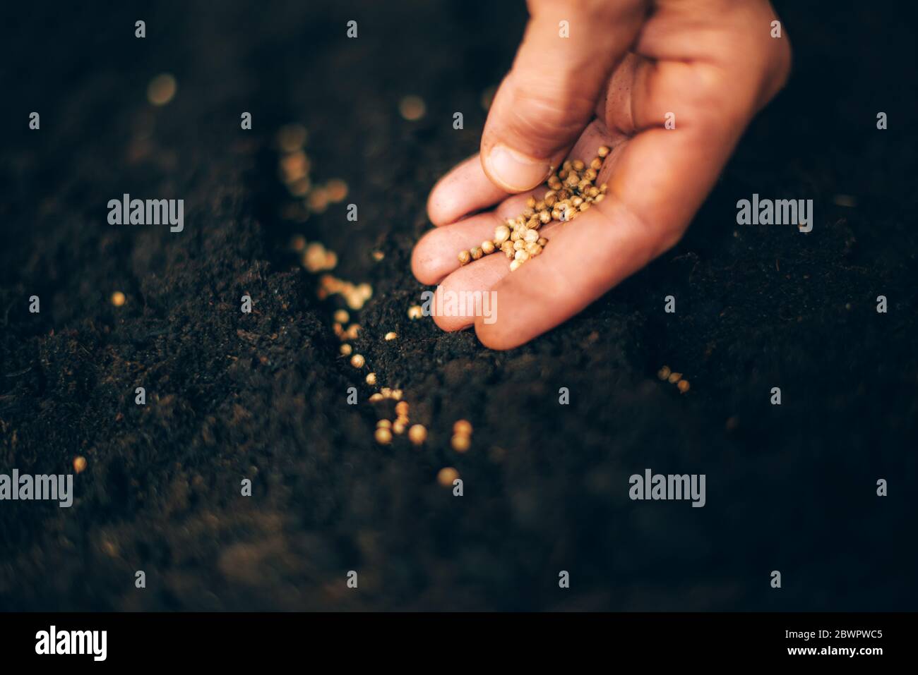 Hand growing seeds on sowing soil. Background with copy space ...