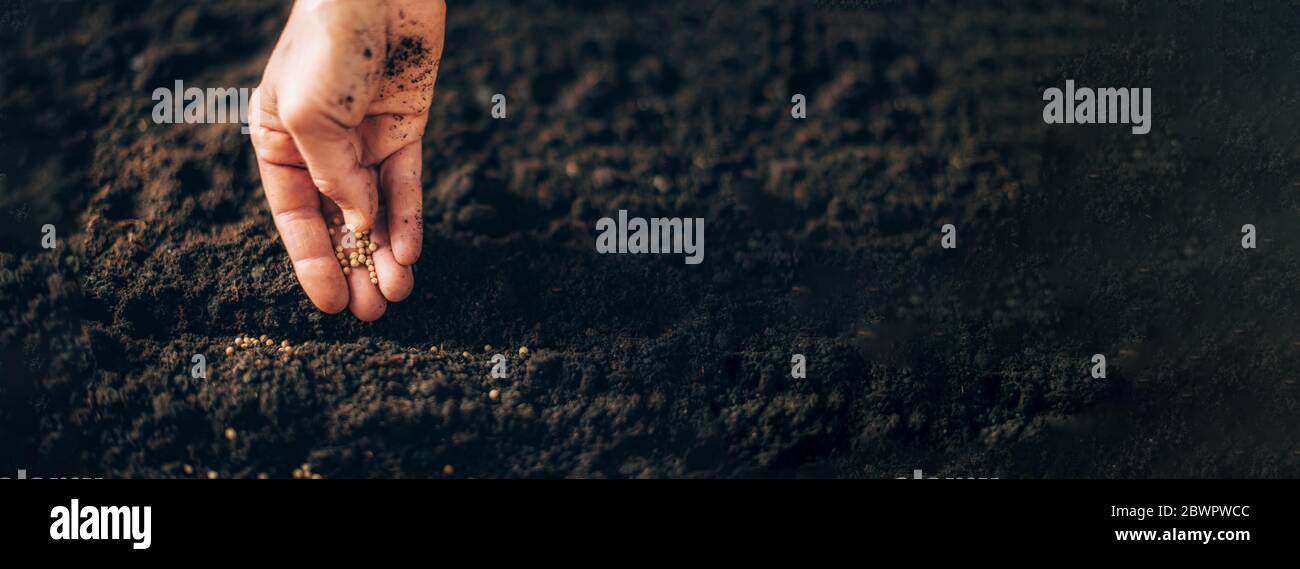 Hand growing seeds on sowing soil. Background with copy space ...
