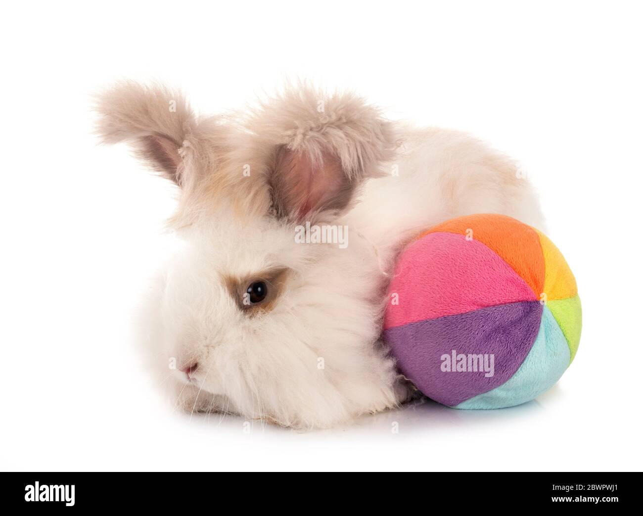 English Angora in front of white background Stock Photo - Alamy