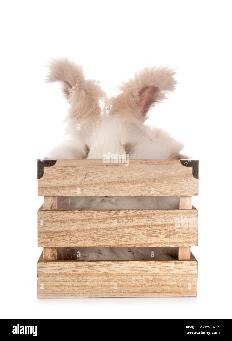 English Angora in front of white background Stock Photo - Alamy