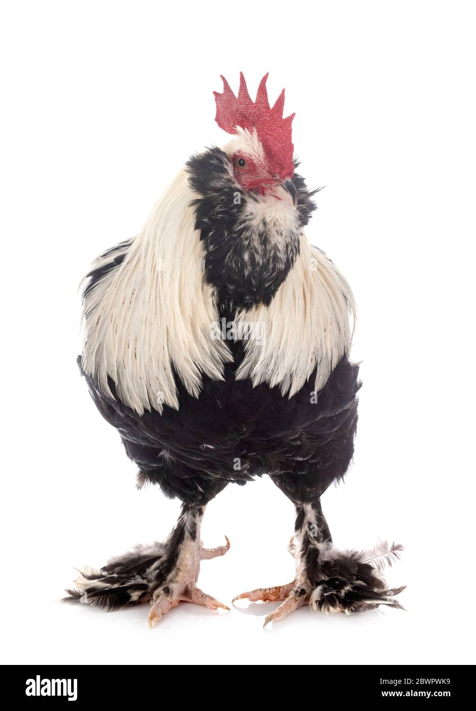 Faverolles chicken hi-res stock photography and images - Alamy