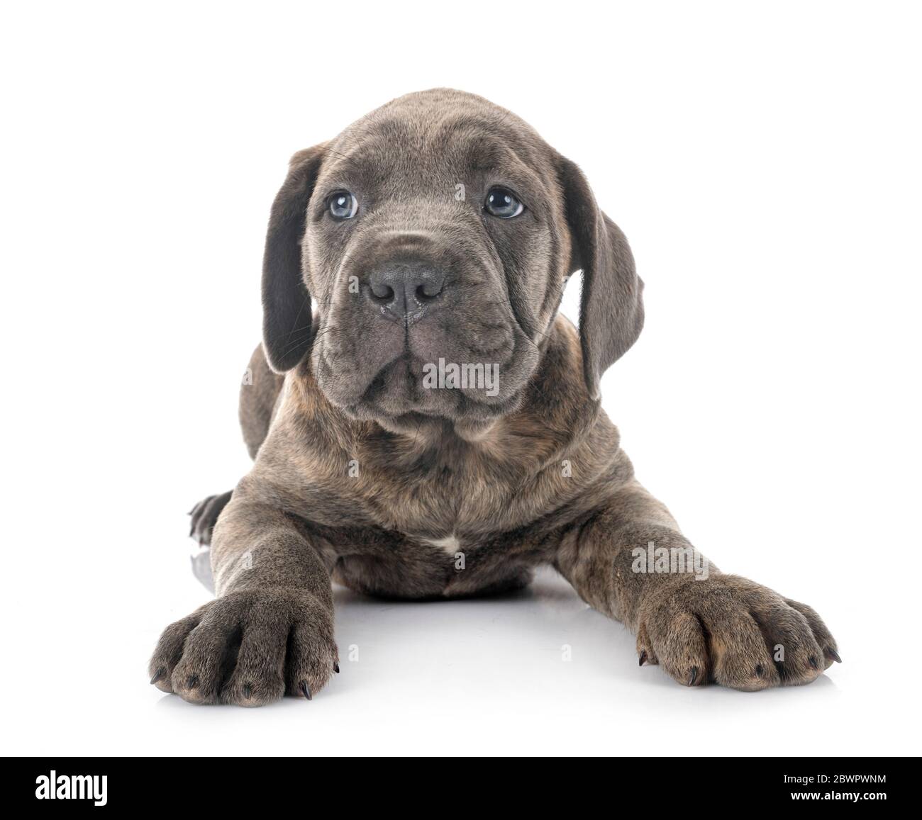 puppy italian mastiff in front of white background Stock Photo - Alamy