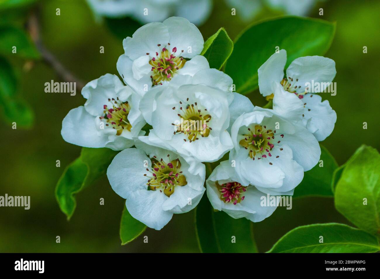 Spring fruit hi-res stock photography and images - Alamy