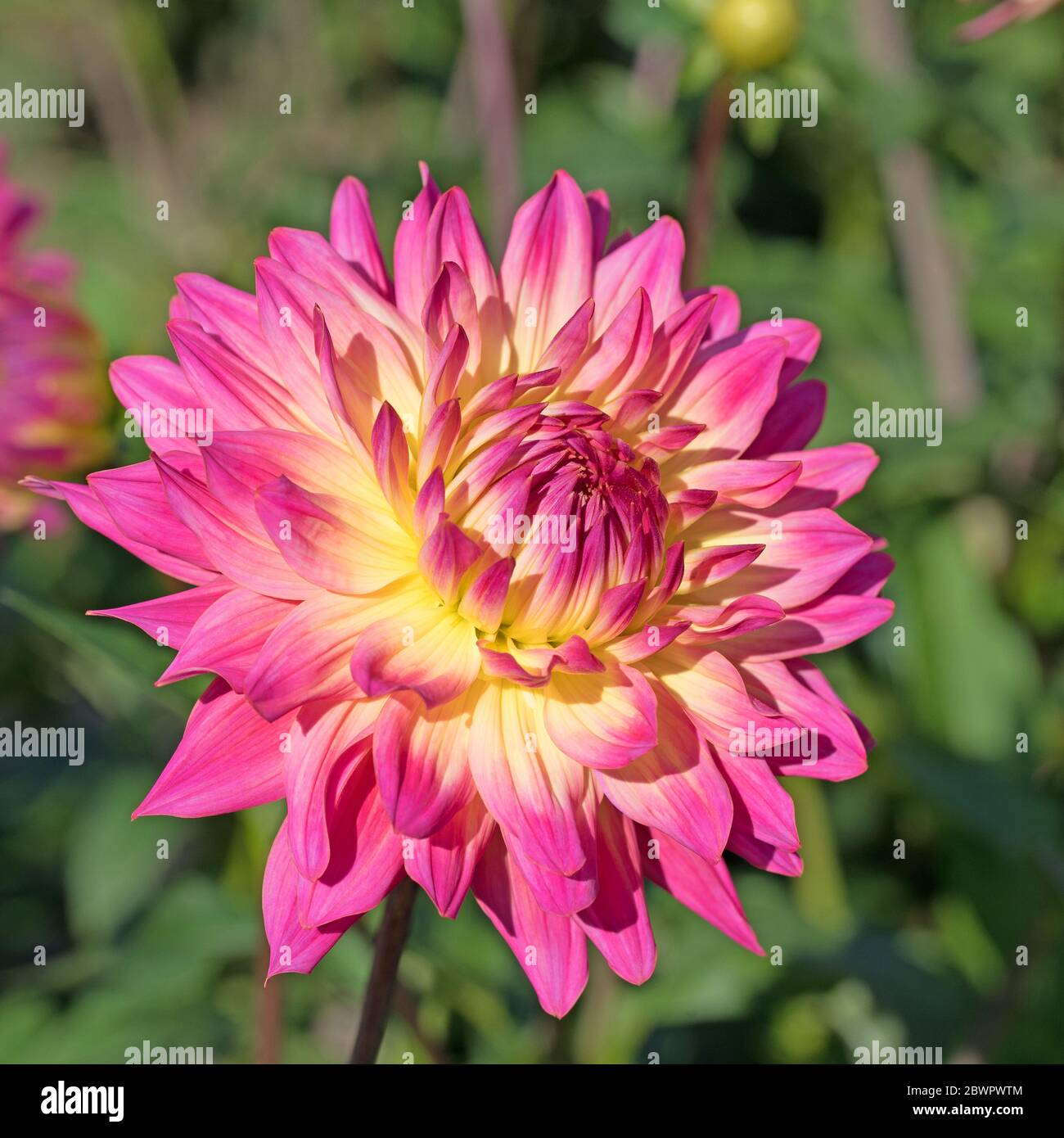 Blooming dahlias in the garden Stock Photo - Alamy