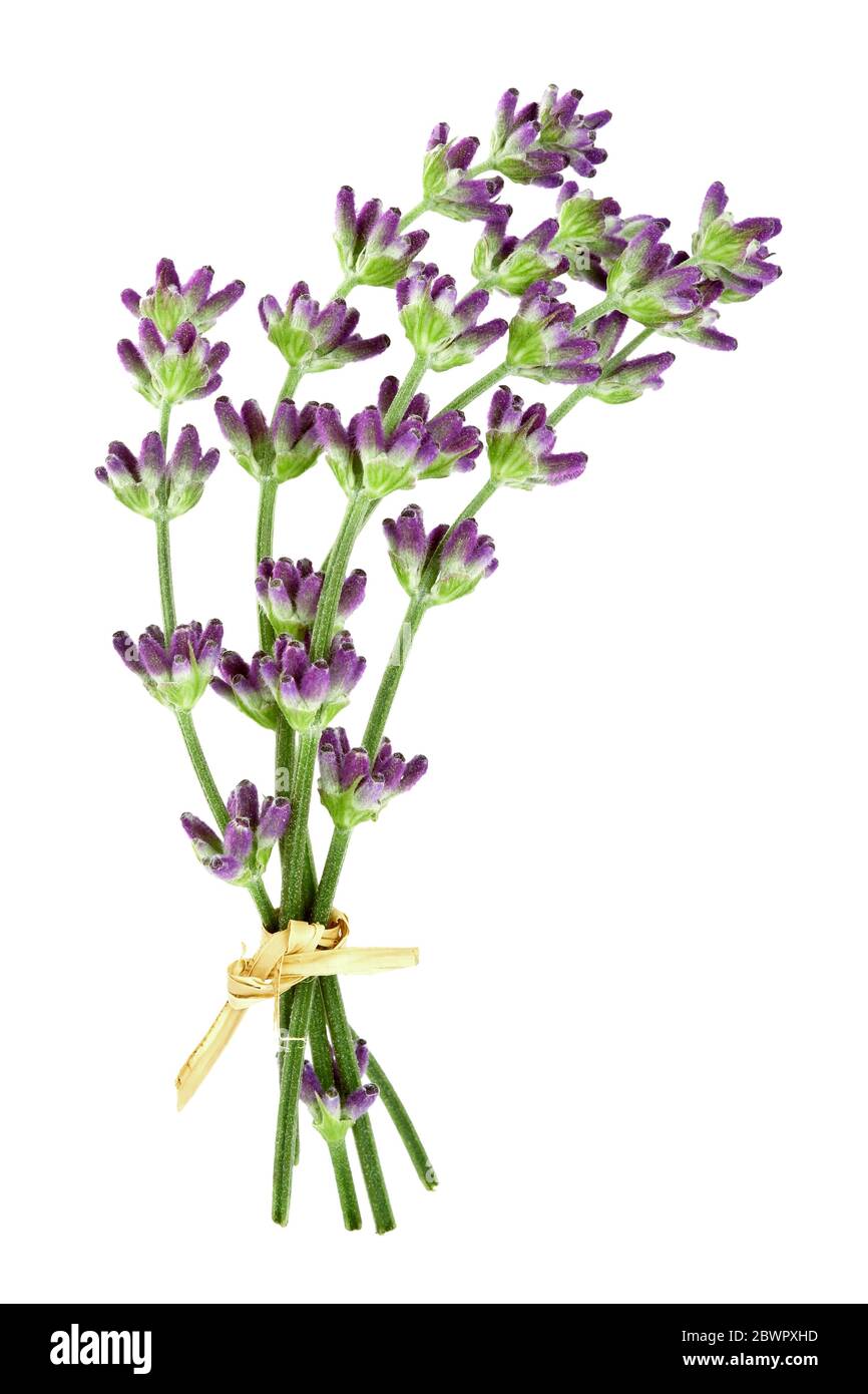 Lavender bunch, isolated Stock Photo - Alamy