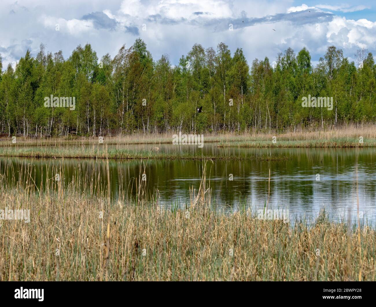 Peat texture hi-res stock photography and images - Alamy