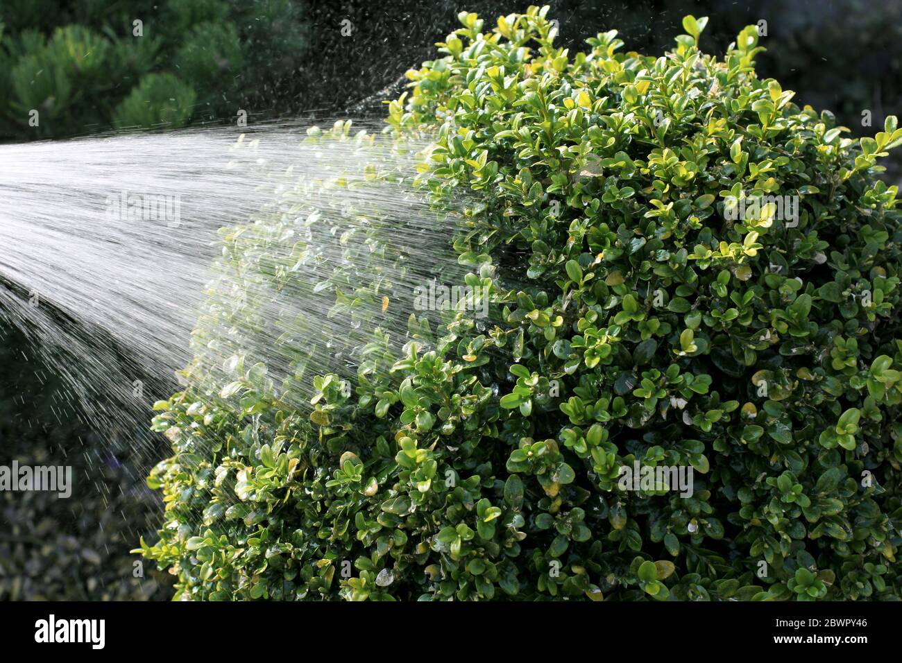 Topiary tree park hi-res stock photography and images - Alamy