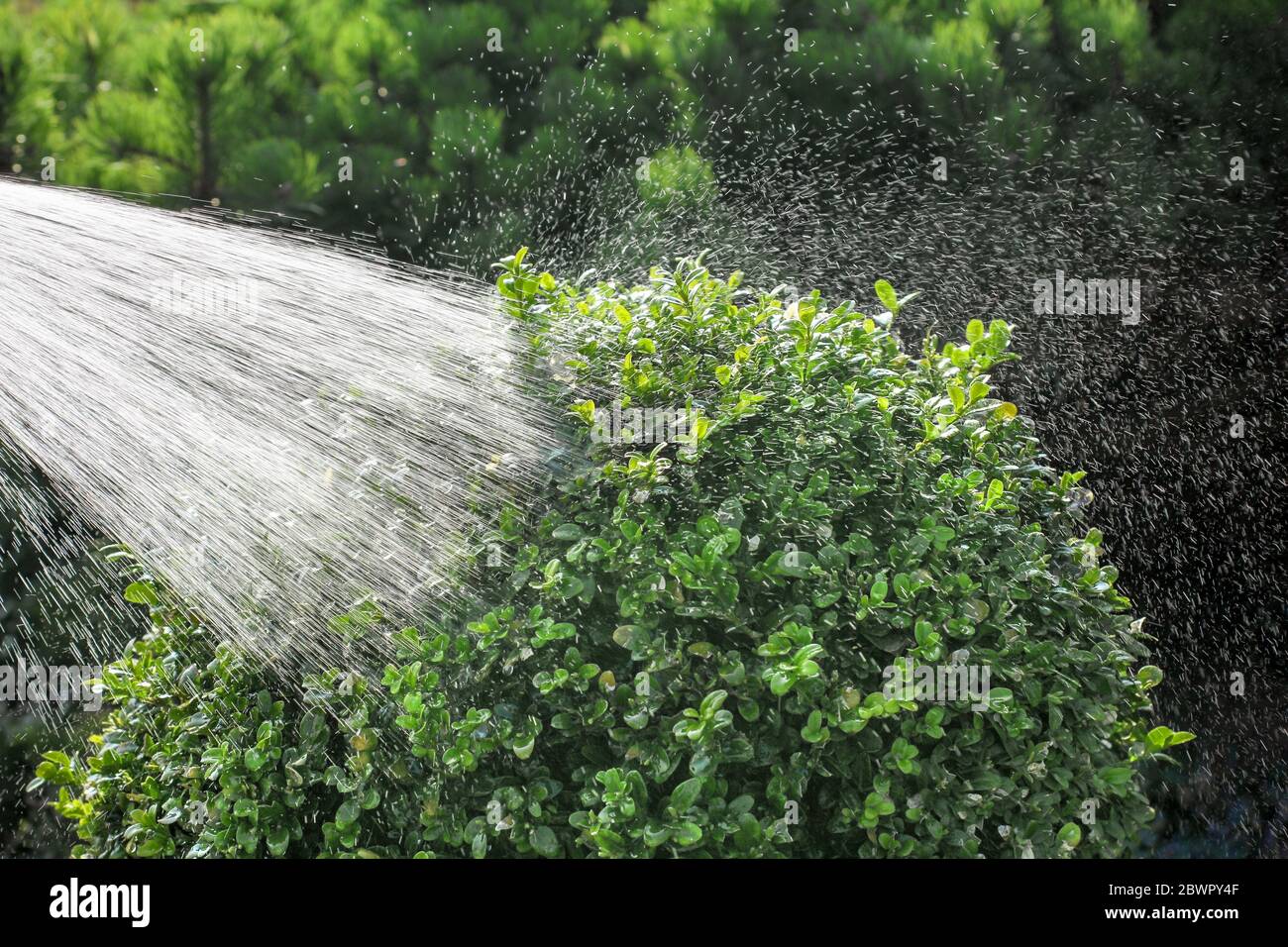Watering box tree in the garden Stock Photo - Alamy