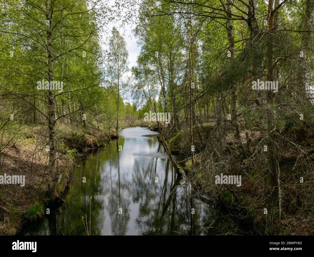 landscape with a swamp ditch, white birches along the edges, swamp ...
