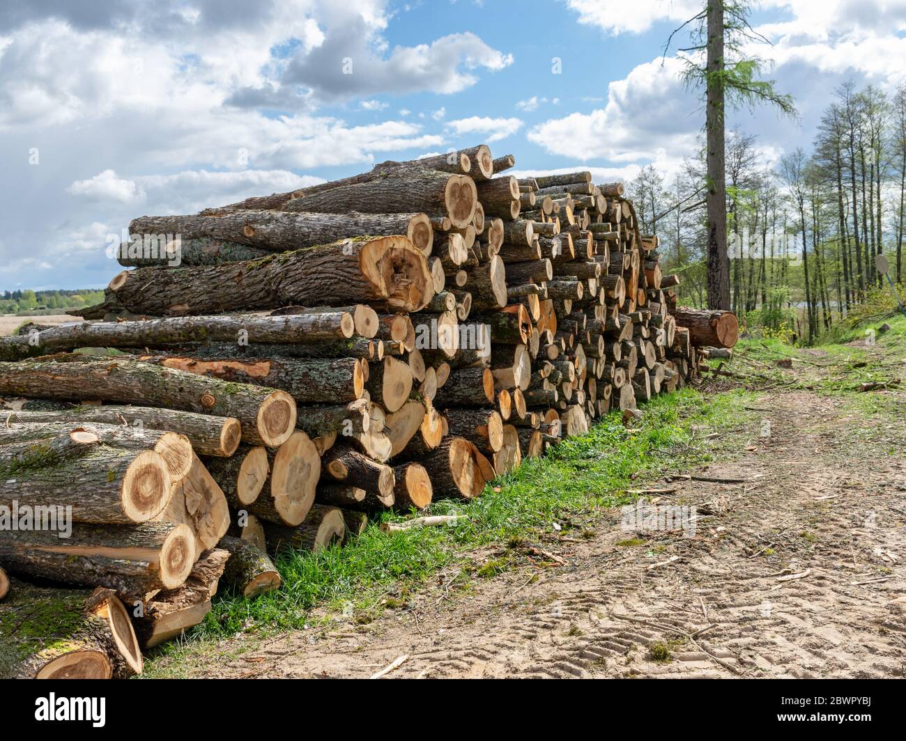 picture with stack of sawn logs, wood pile reserve for the winter. Pile ...