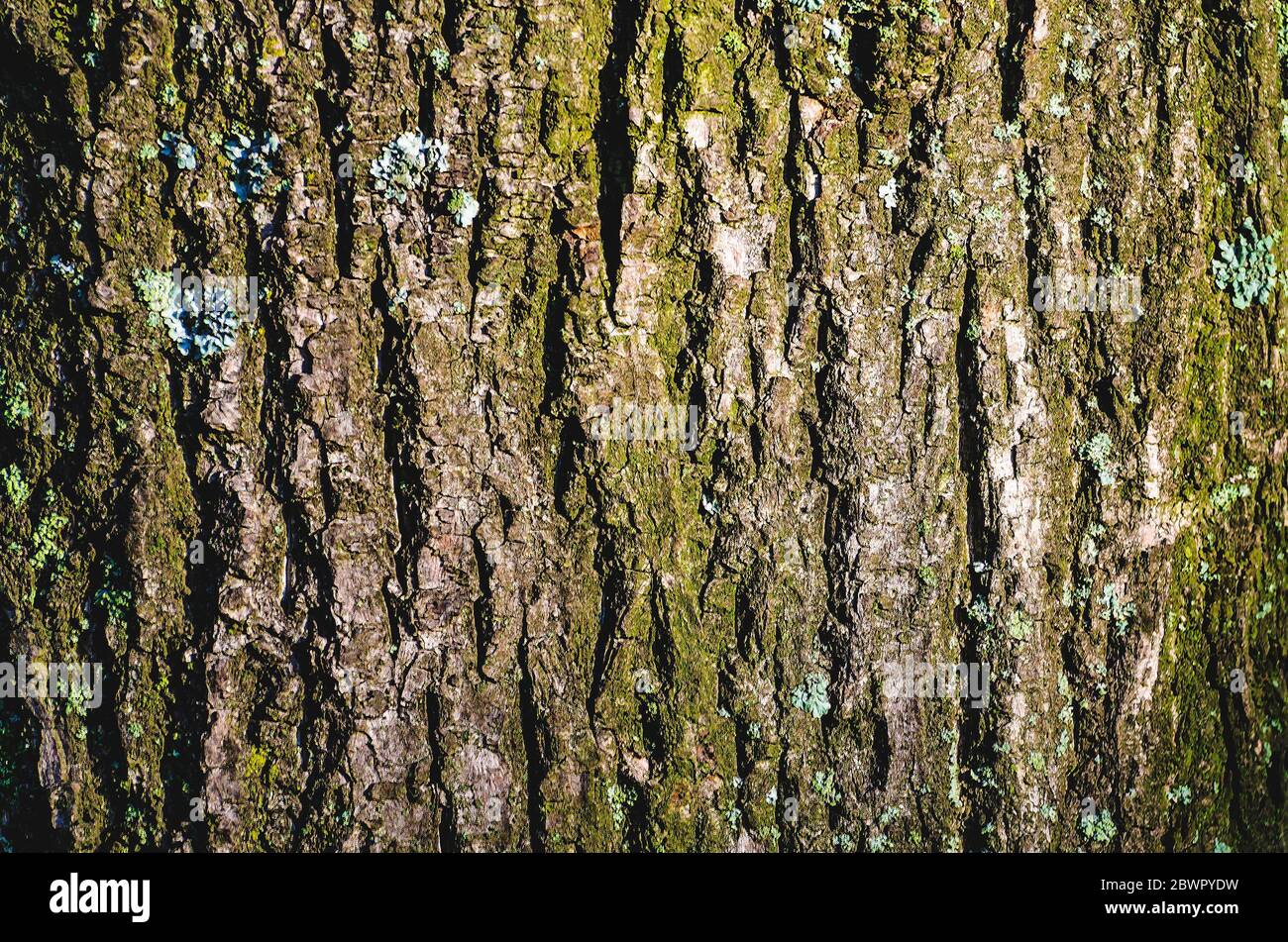 Texture of bark of a tree with lichen Stock Photo - Alamy