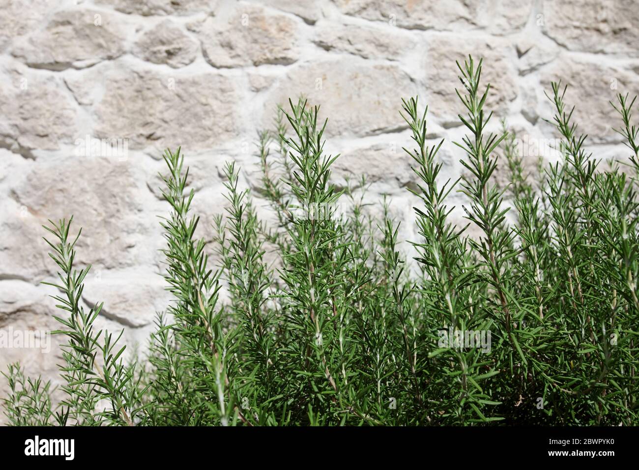 Green rosemary plants on rock wall background Stock Photo - Alamy