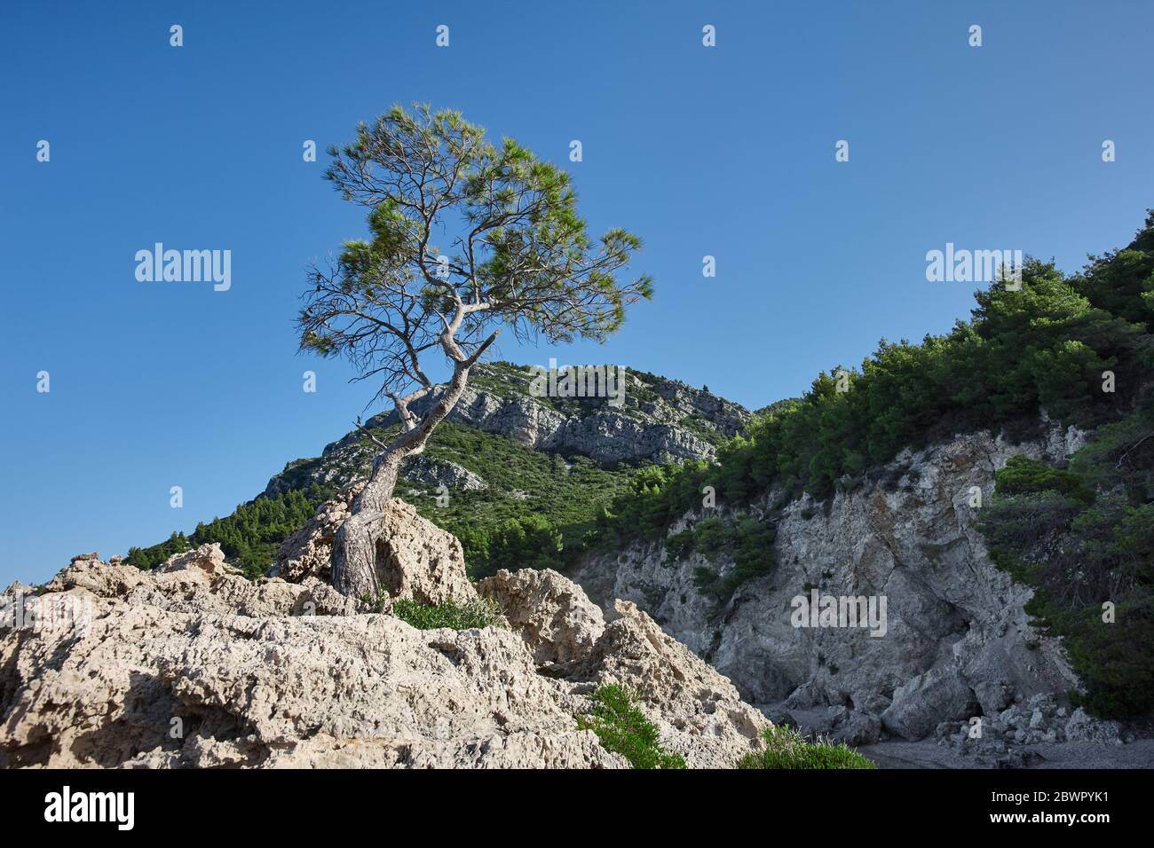 Tree on a rock. Beautiful nature of Croatia Stock Photo - Alamy