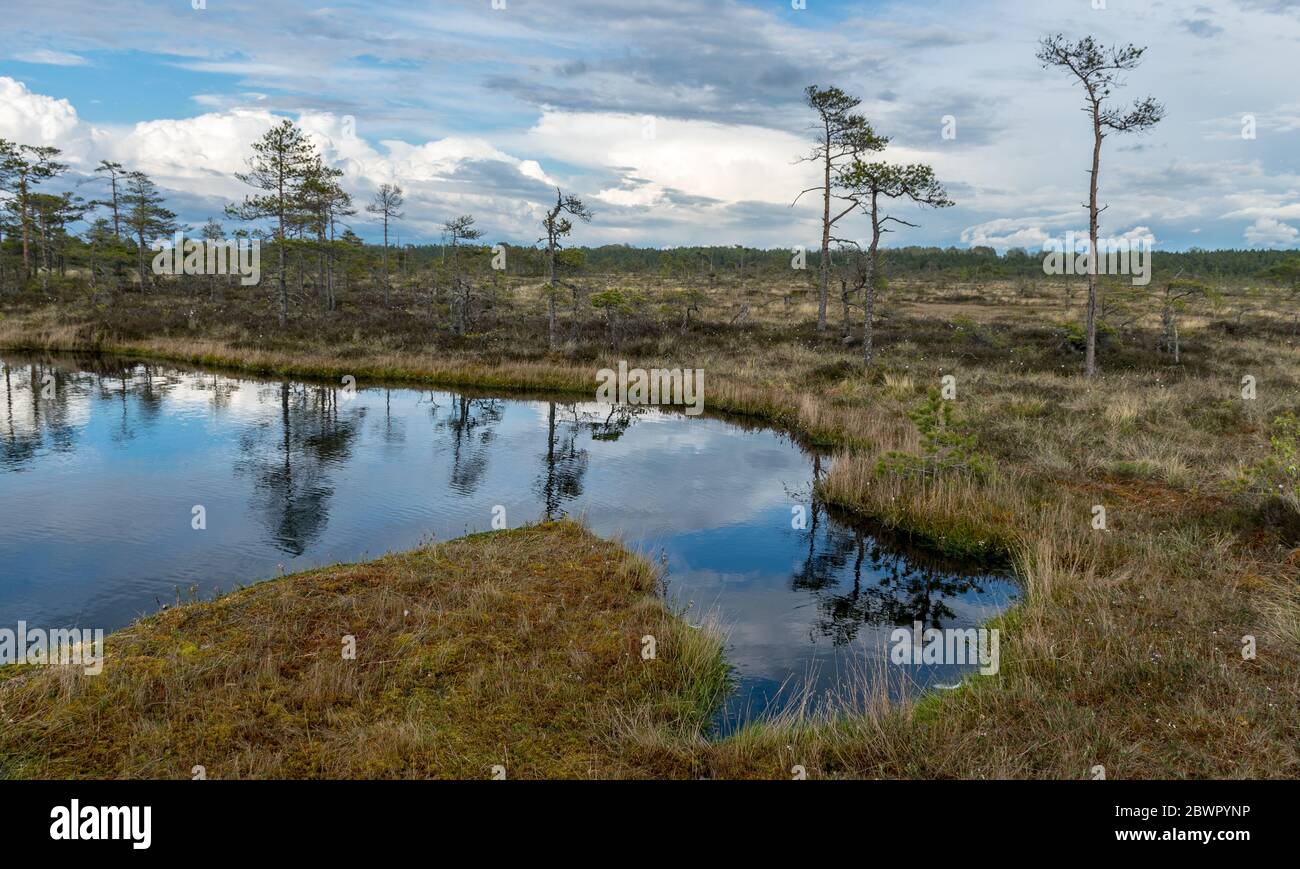 beautiful bog landscape, the land is covered with bog vegetation, moss ...
