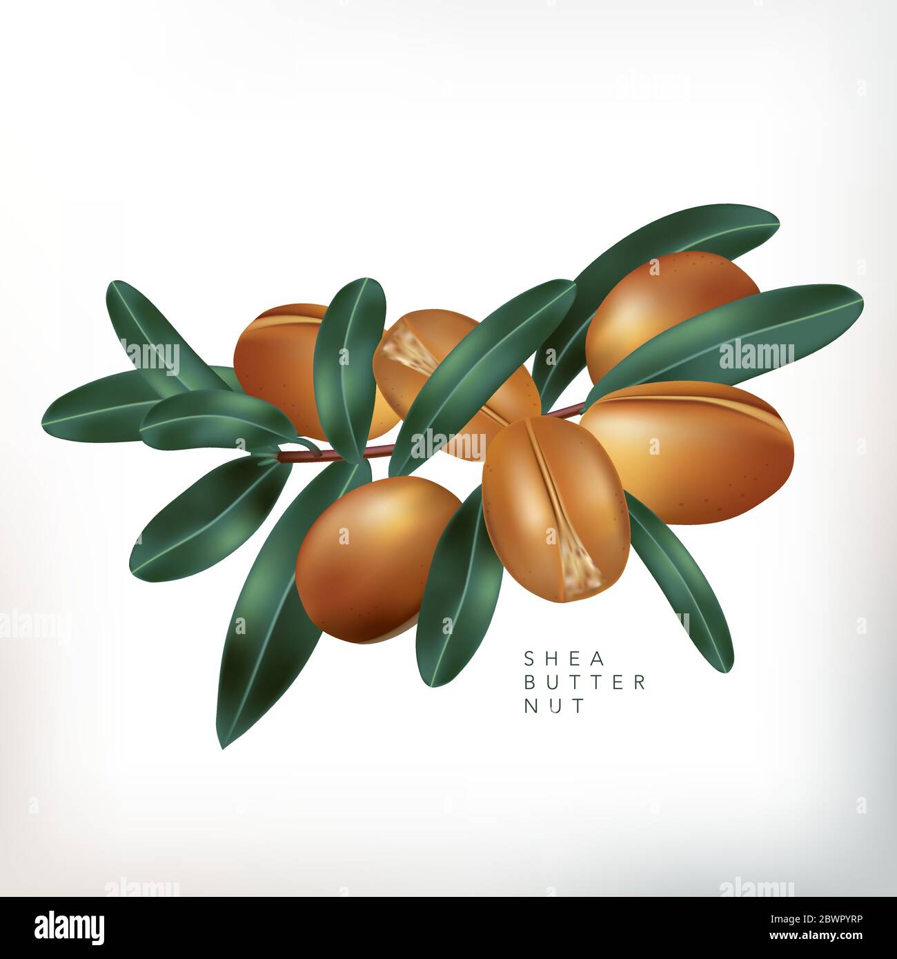 Vector Shea Butter Nuts with Leaves Illustration in White Background ...