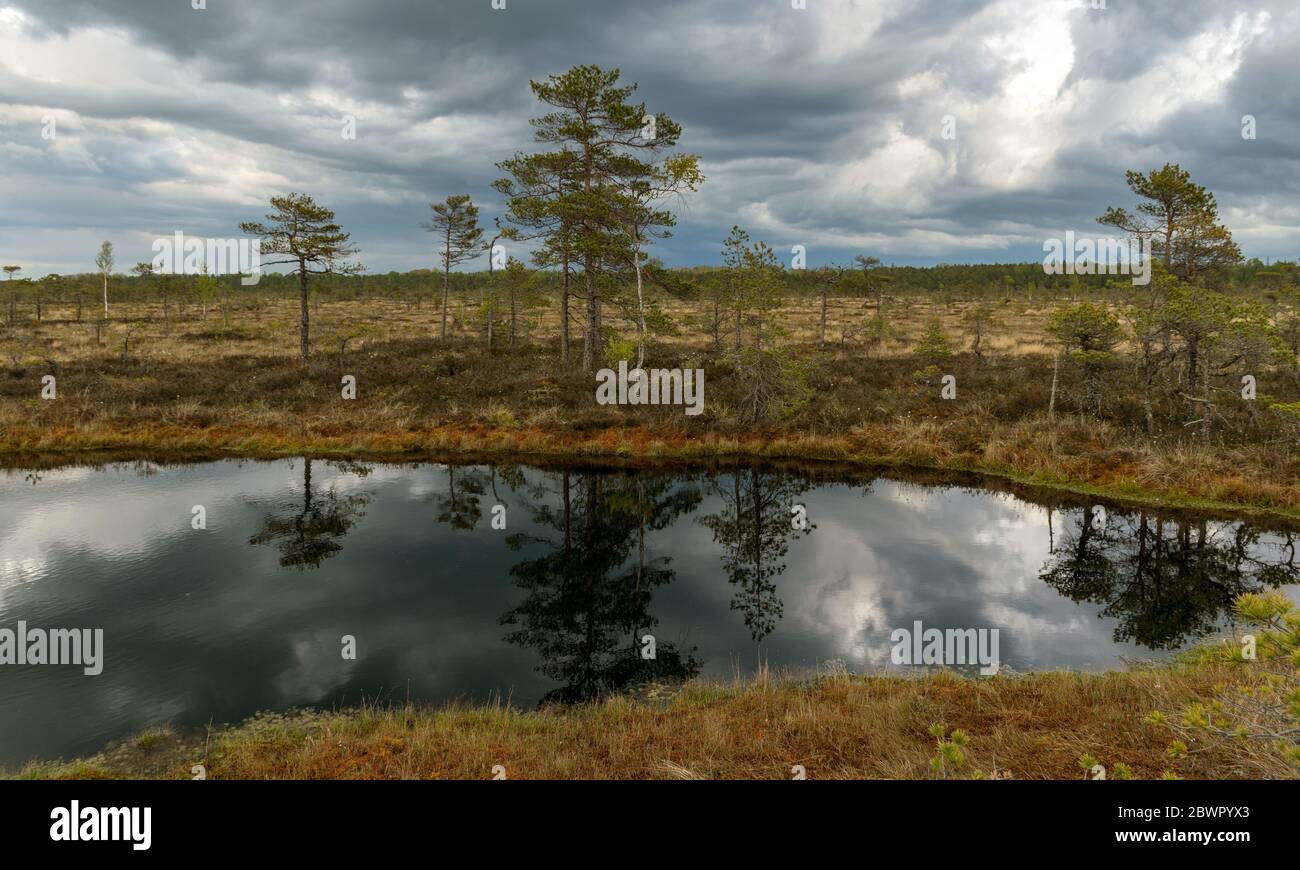 beautiful bog landscape, the land is covered with bog vegetation, moss ...