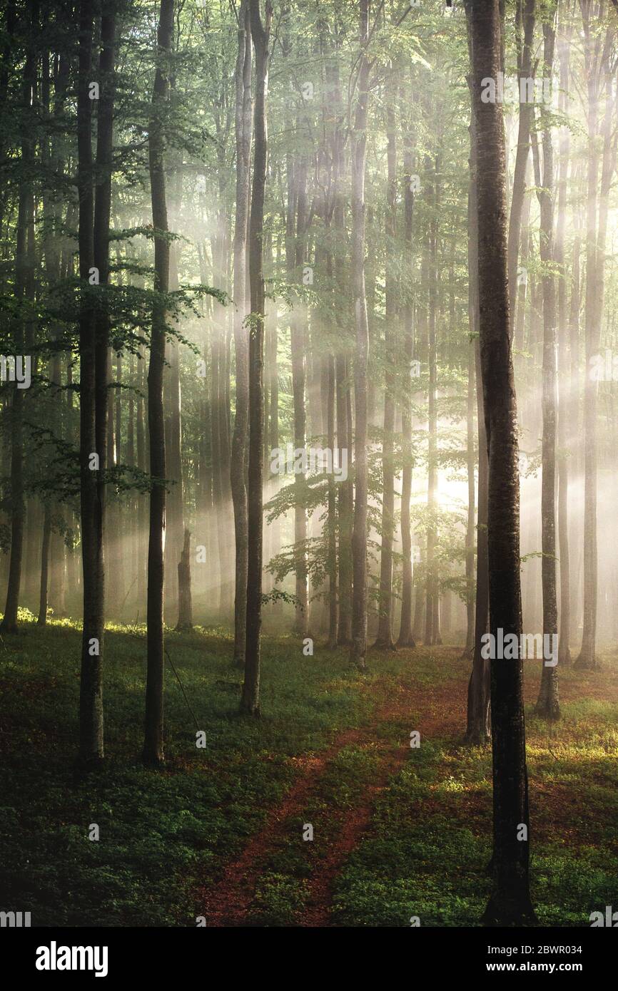 Foggy forest in the wilderness. landscape with bright sunlight through ...