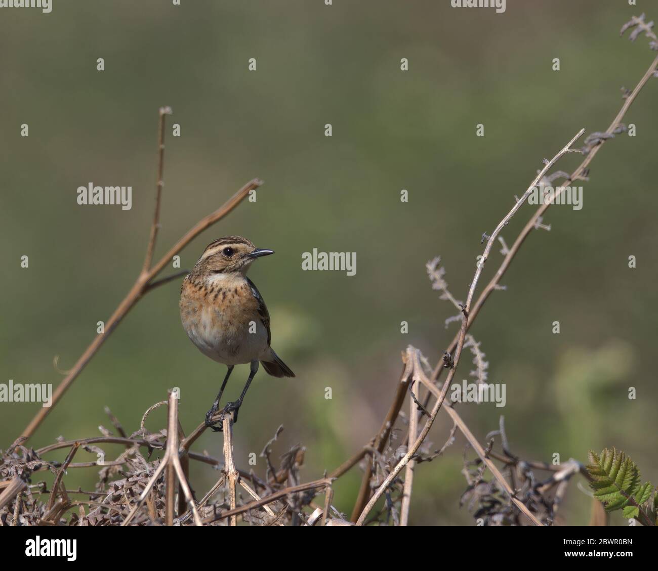 British moorland birds hi-res stock photography and images - Alamy