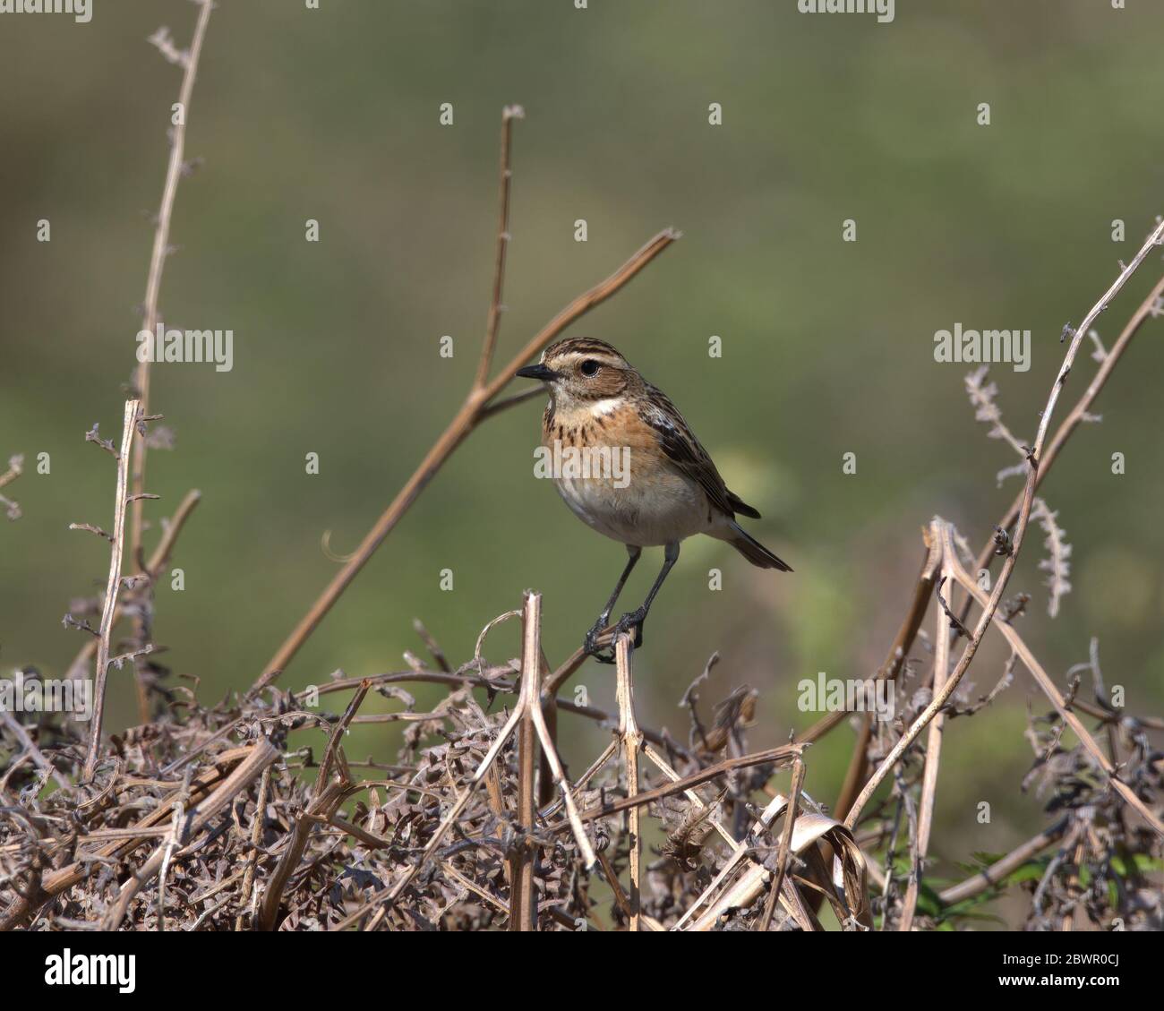 Female whinchat hi-res stock photography and images - Alamy