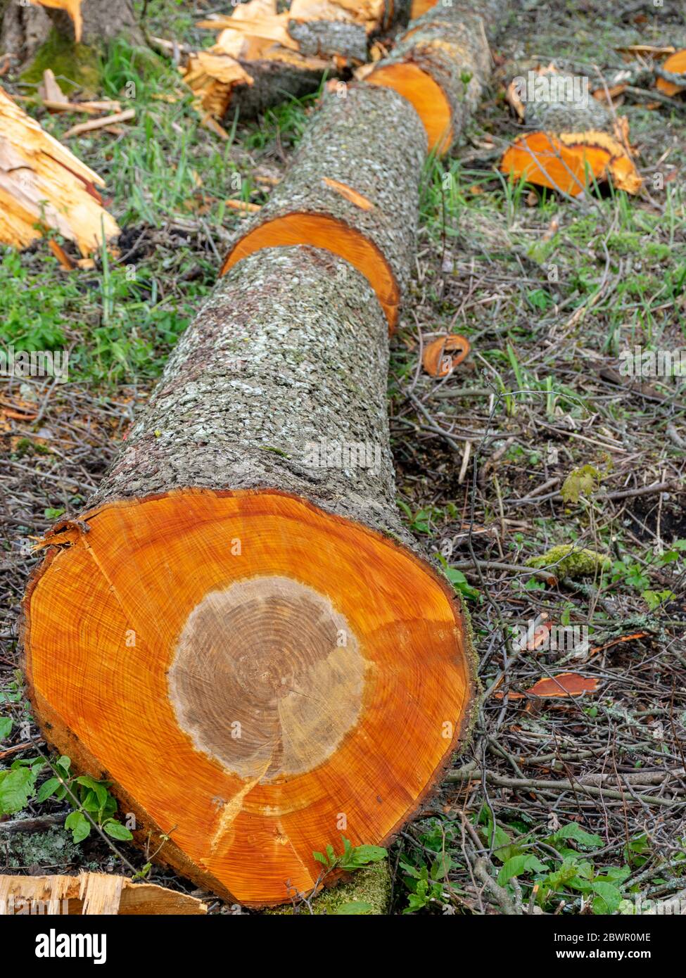 picture with cut wood tree section with cracks and annual rings, flat ...