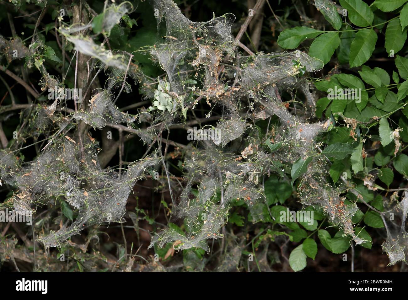 Oak procession moths hi-res stock photography and images - Alamy