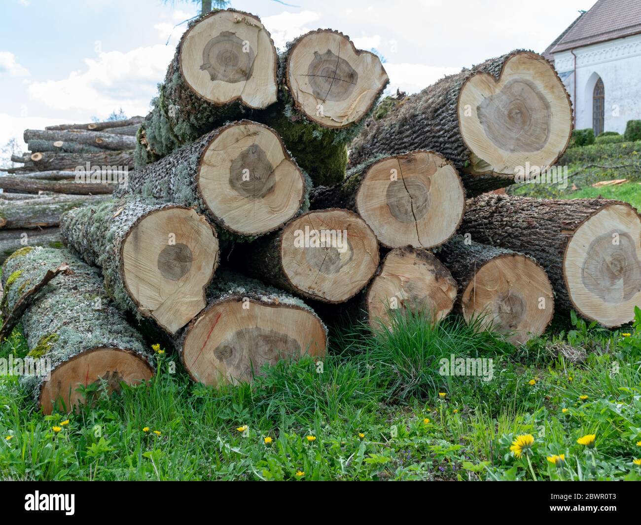 spring picture with wooden logs of pine woods in the forest, stacked in ...