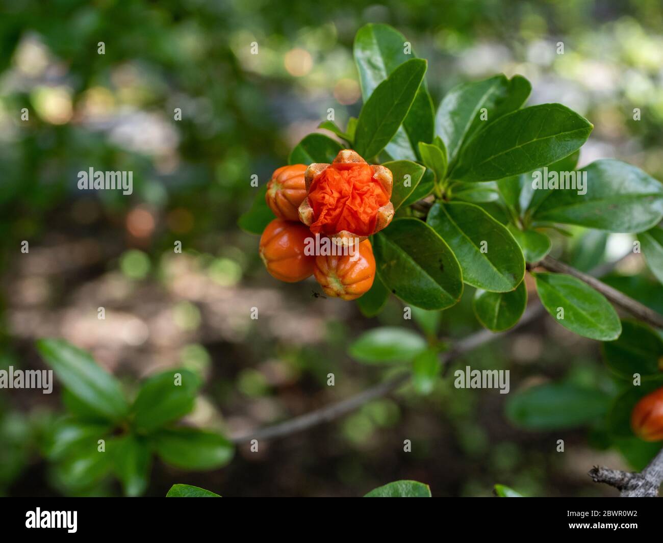 Spring grains hi-res stock photography and images - Alamy