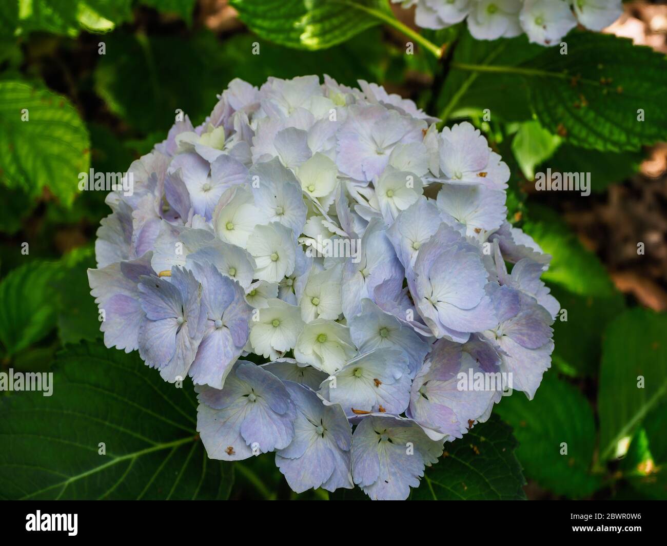 Plant flower petal hi-res stock photography and images - Alamy