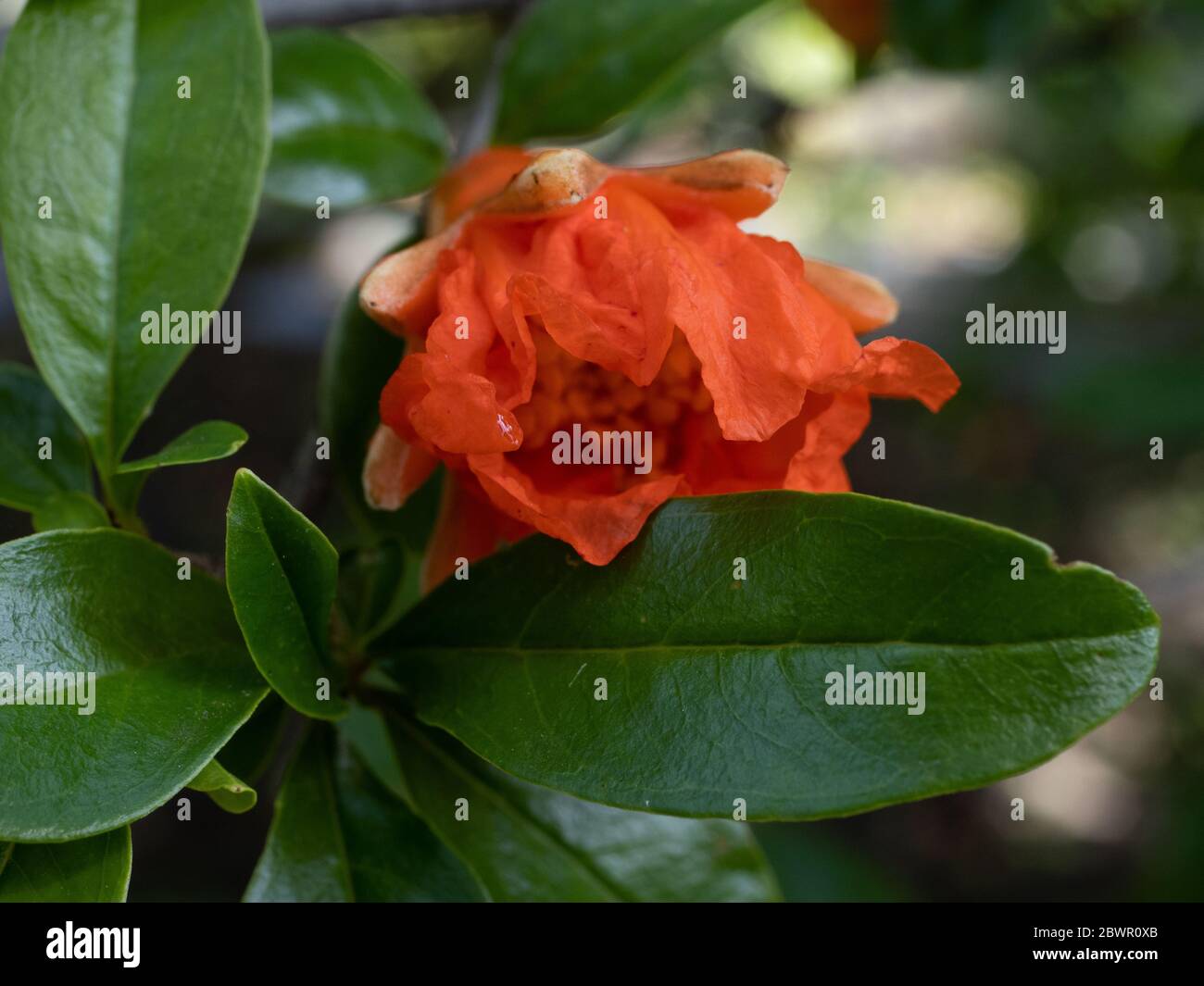 Parks fruit hi-res stock photography and images - Alamy