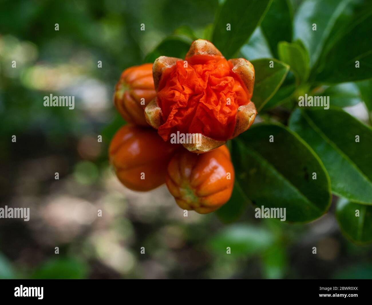 Spring grains hi-res stock photography and images - Alamy
