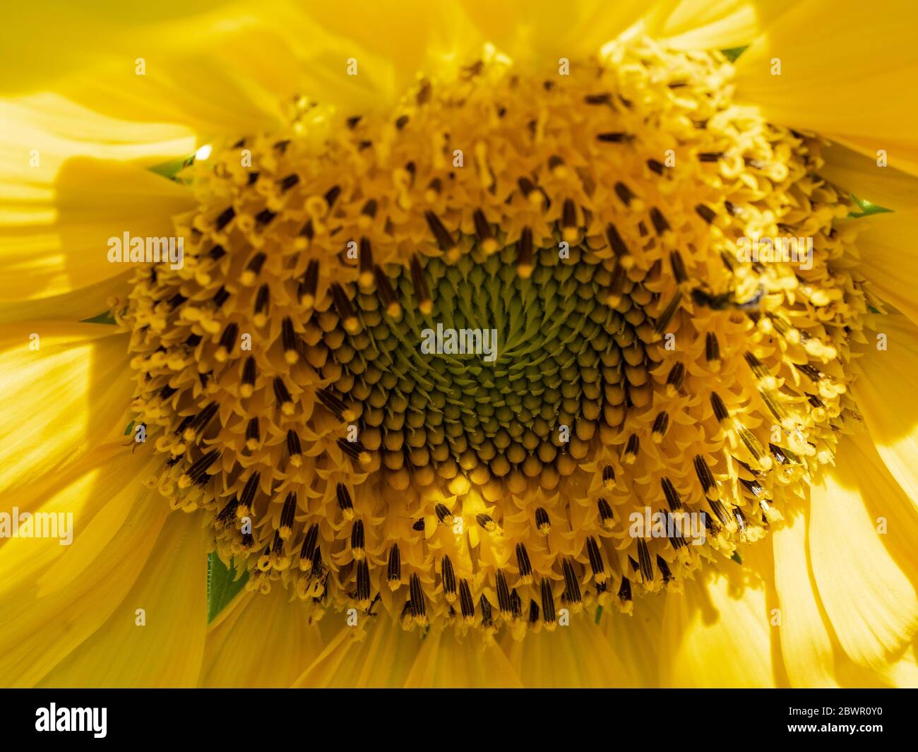 Summer weather in florence hi-res stock photography and images - Alamy