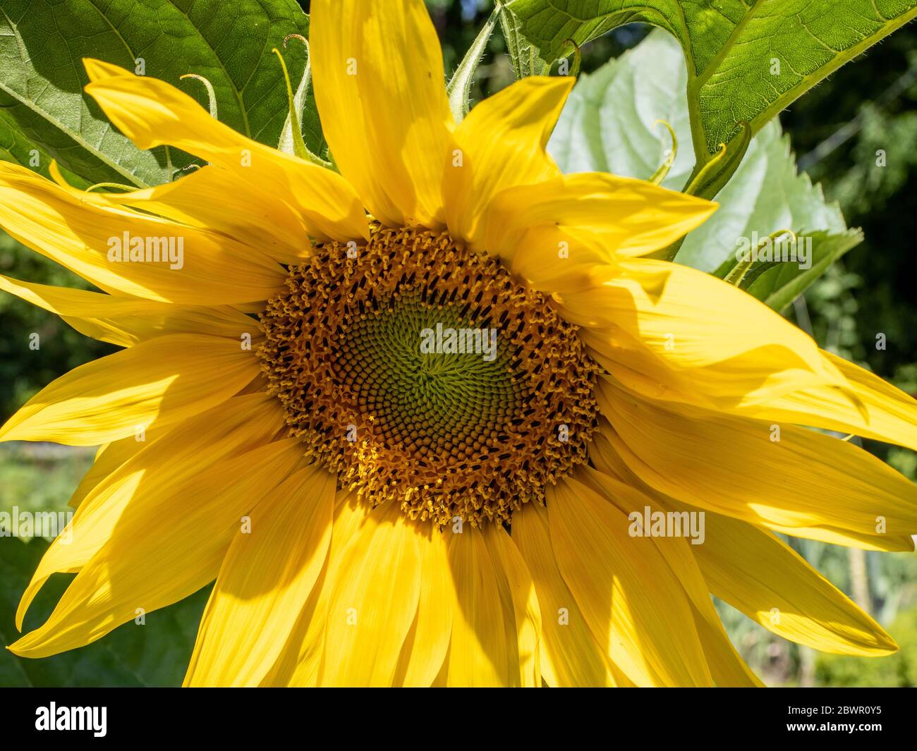 Summer weather in florence hi-res stock photography and images - Alamy