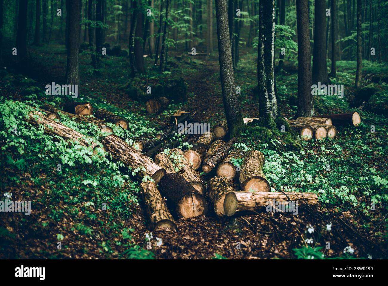 woodcutter work in the forest - hard work and safety in the wood Stock ...