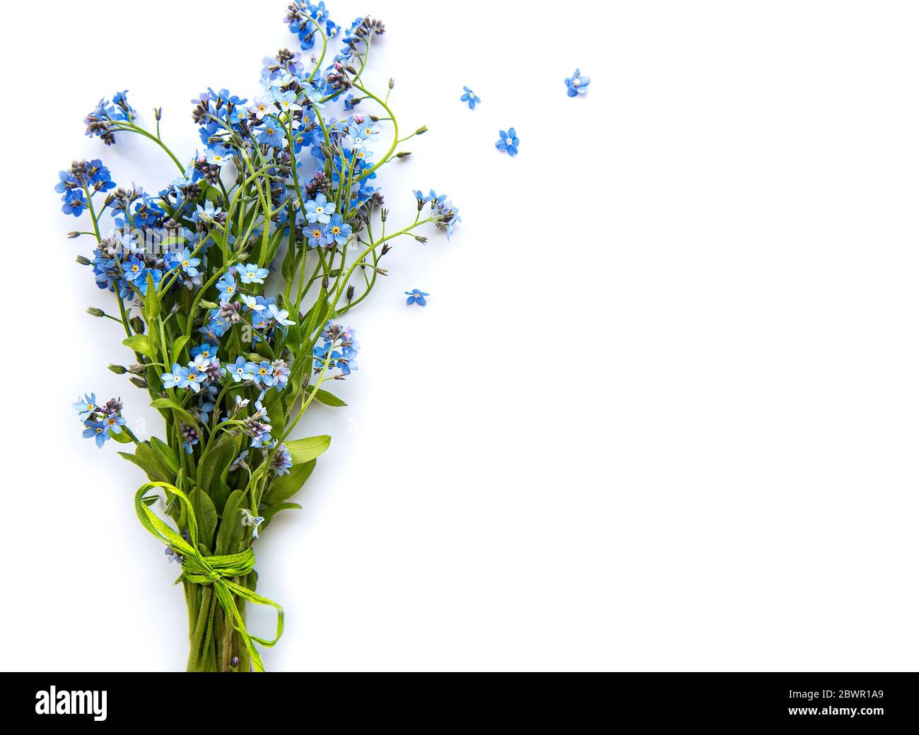 Forget-me-nots on white background with copy space. Romance concept ...