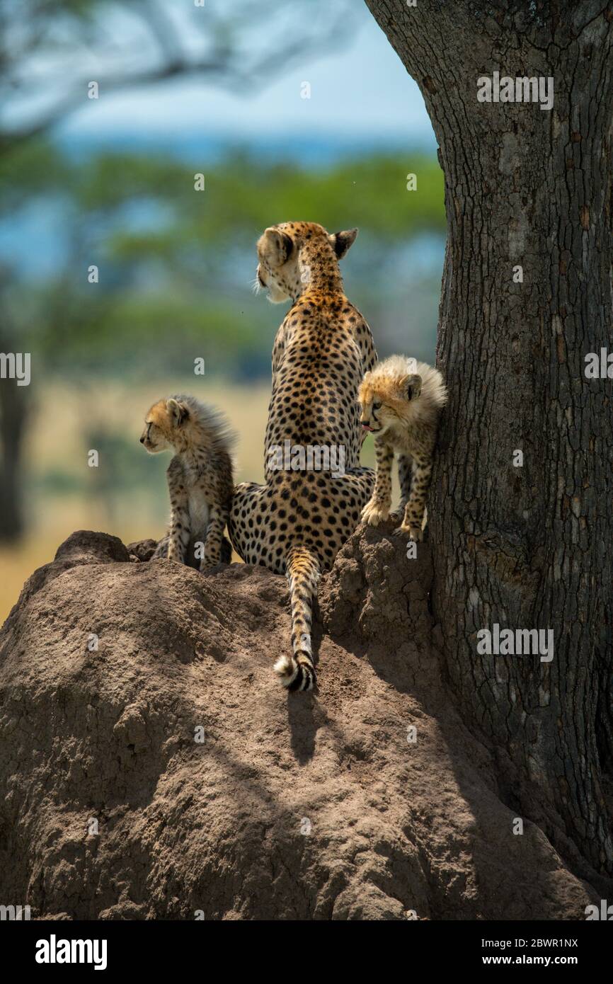 Cheetah and cubs sit on termite mound Stock Photo - Alamy