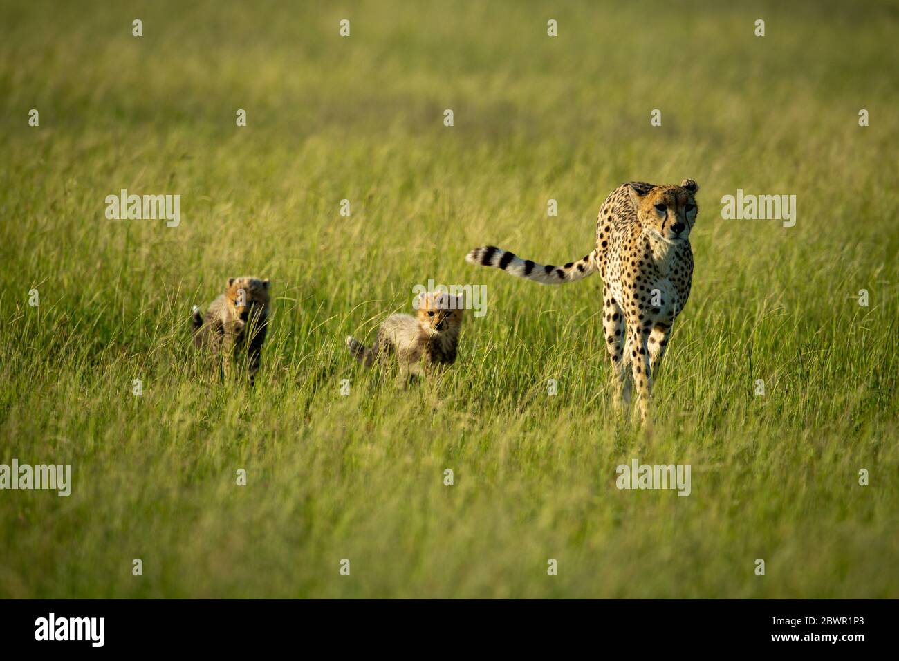 Cheetah crosses savannah in sun with cubs Stock Photo - Alamy